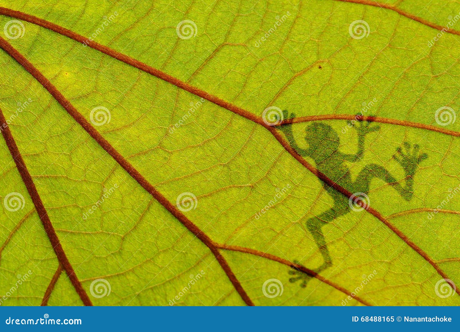 Frog Shadow on the Green Leaf Stock Image - Image of background ...