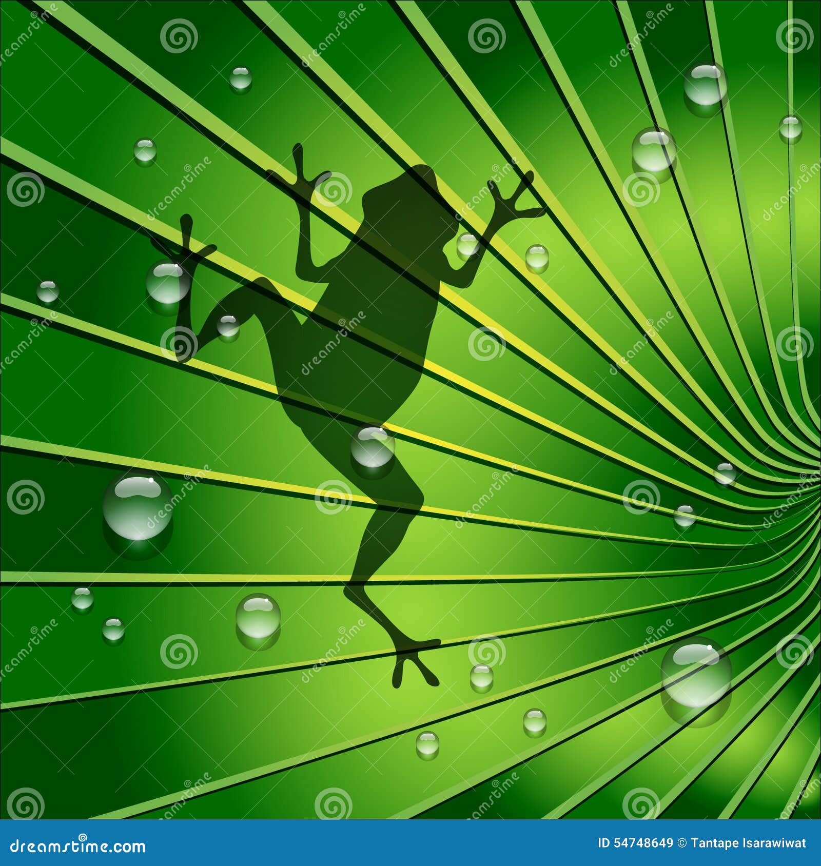 Frog Shadow is on Green Tone Leaf Stock Vector - Illustration of drawn ...