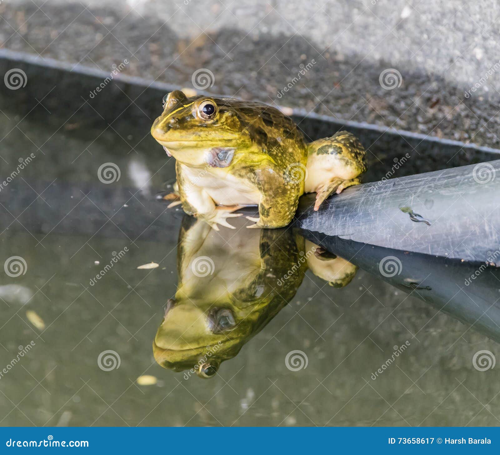 The frog and the shadow stock image. Image of wildlife - 73658617