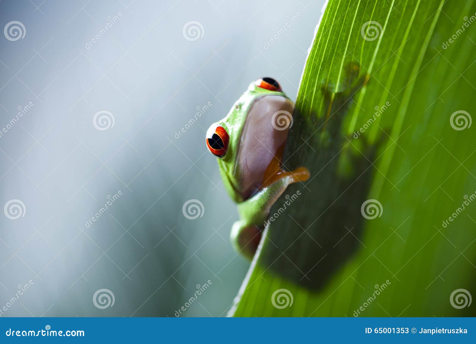 Frog shadow on the leaf stock image. Image of wildlife - 65001353
