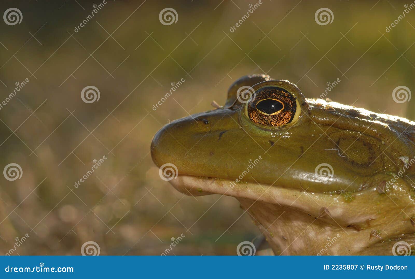 Frog Shot stock image. Image of nature, slime, natural - 2235807