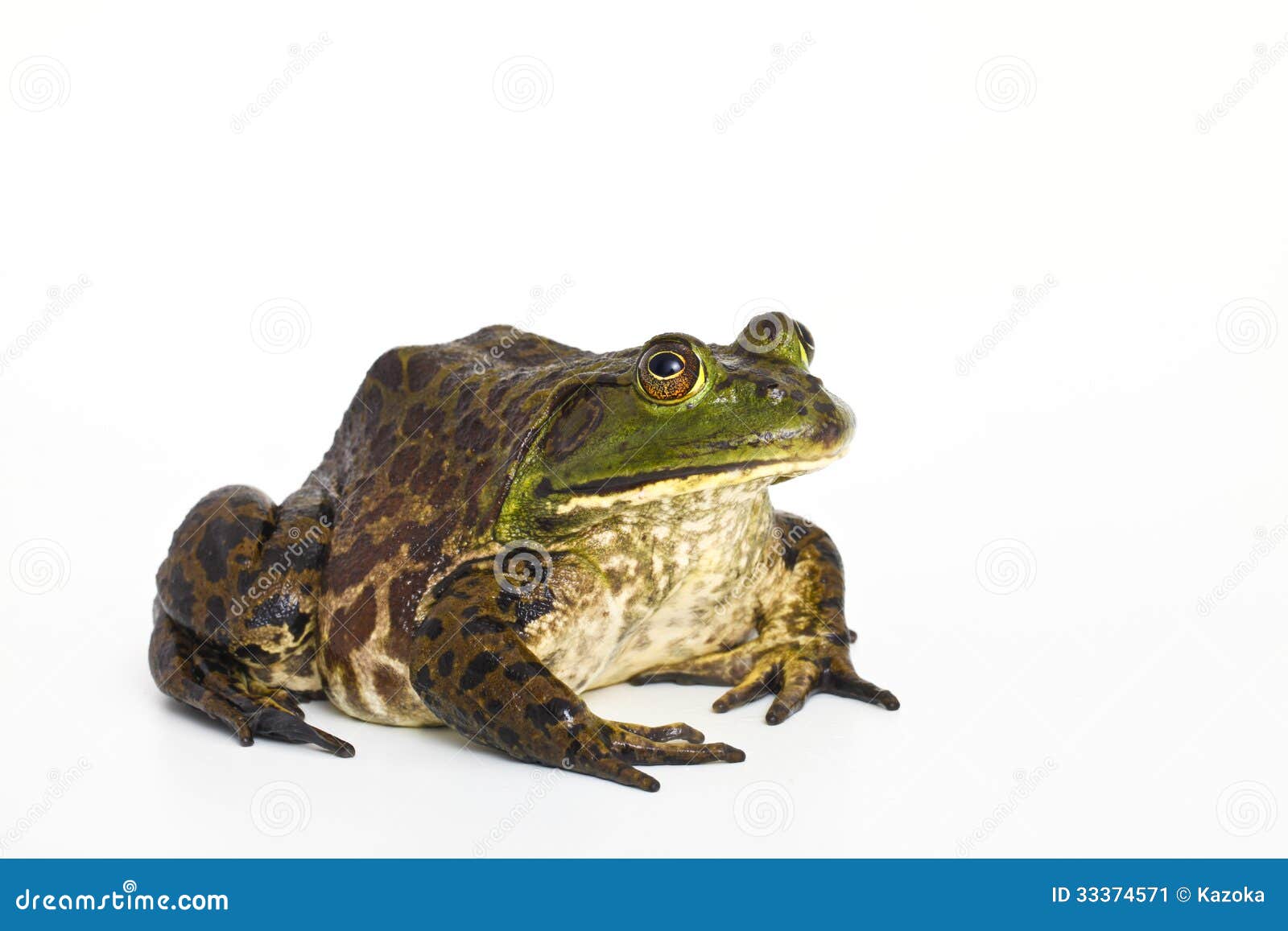 Frog stock image. Image of species, rana, european, horizontal - 33374571