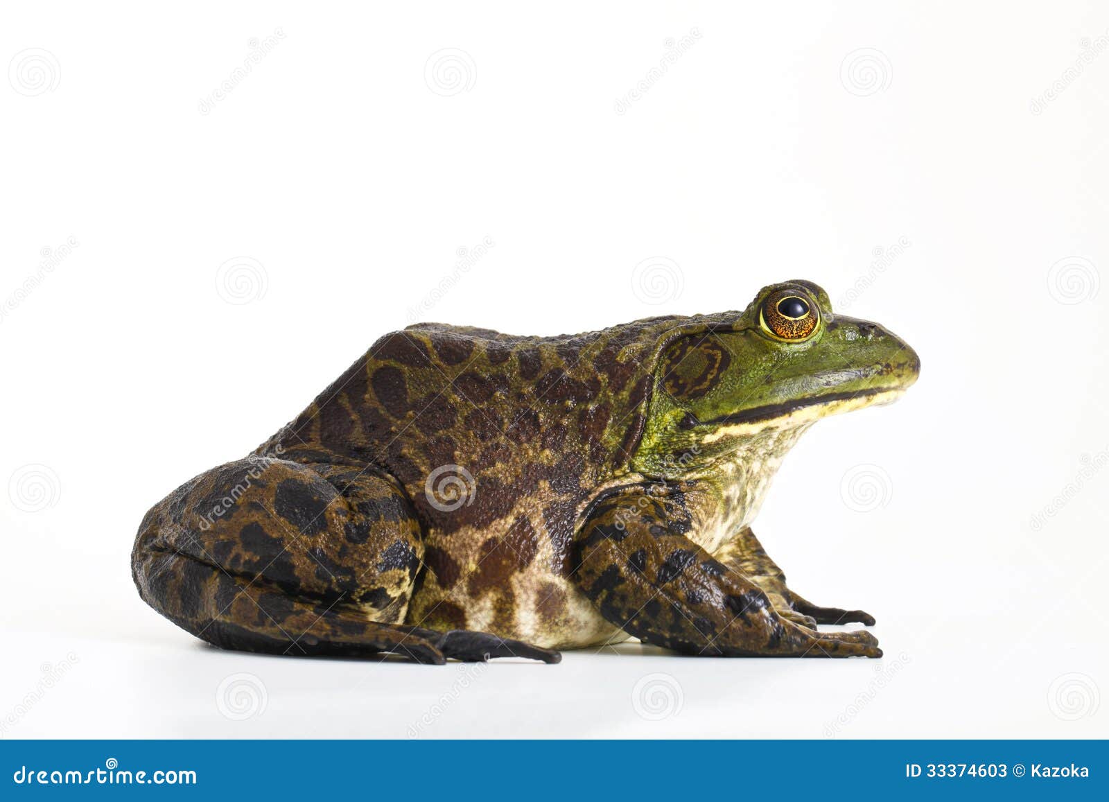 Frog stock image. Image of wild, nature, white, common - 33374603