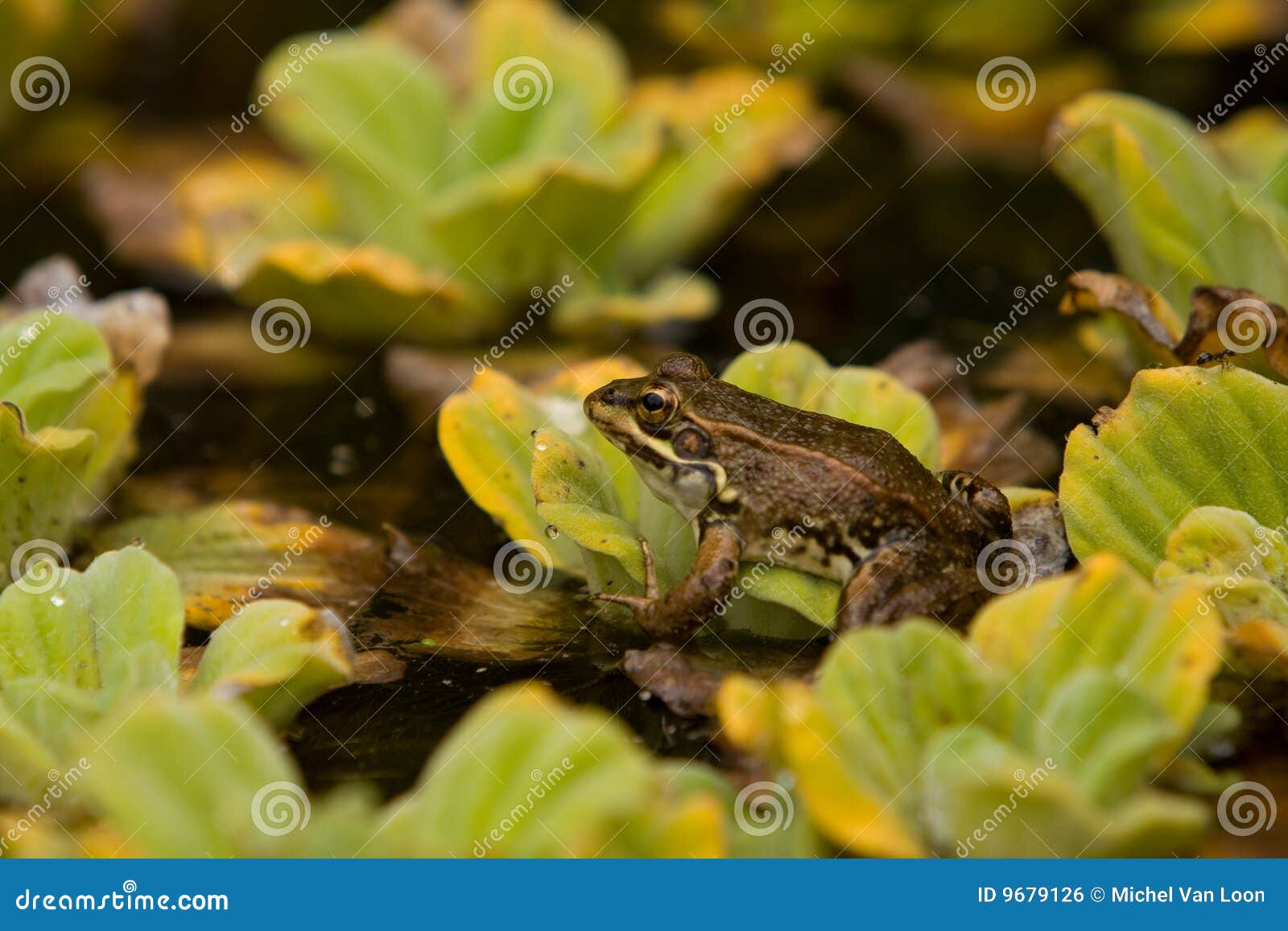 Frog from the side stock photo. Image of green, water - 9679126