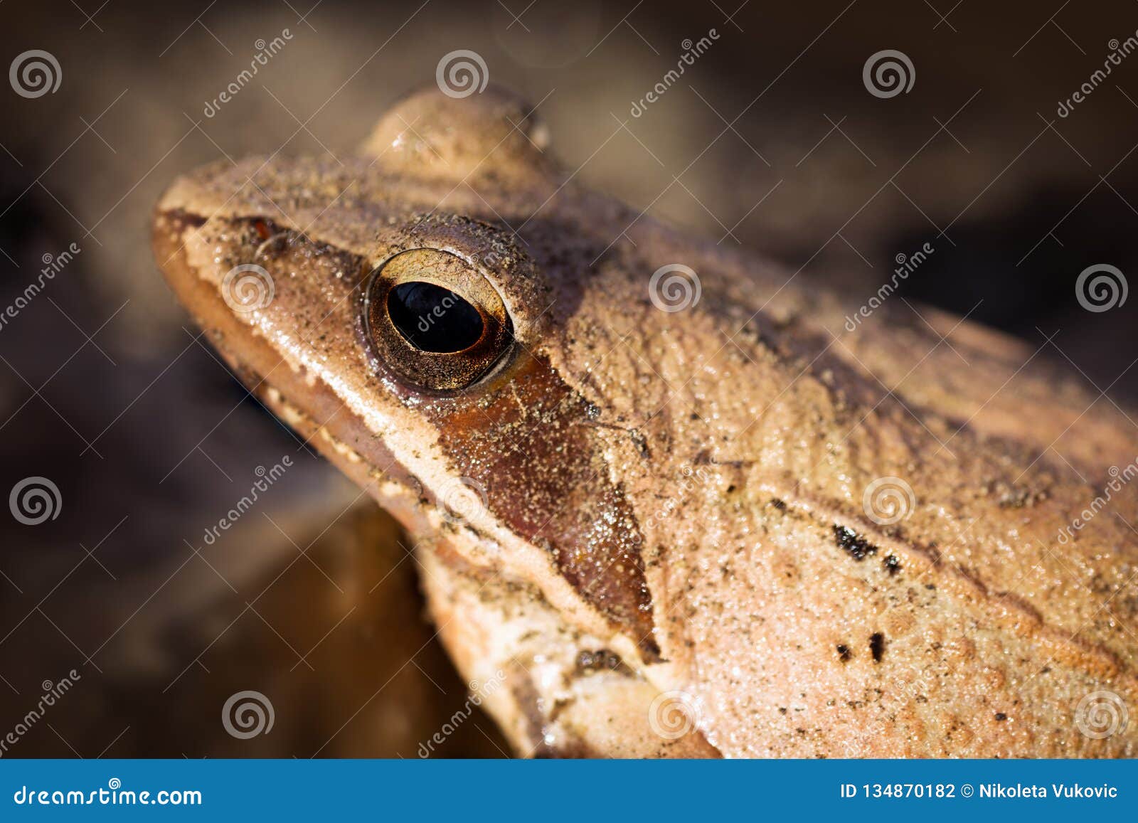Frog side view stock photo. Image of ecology, profile - 134870182