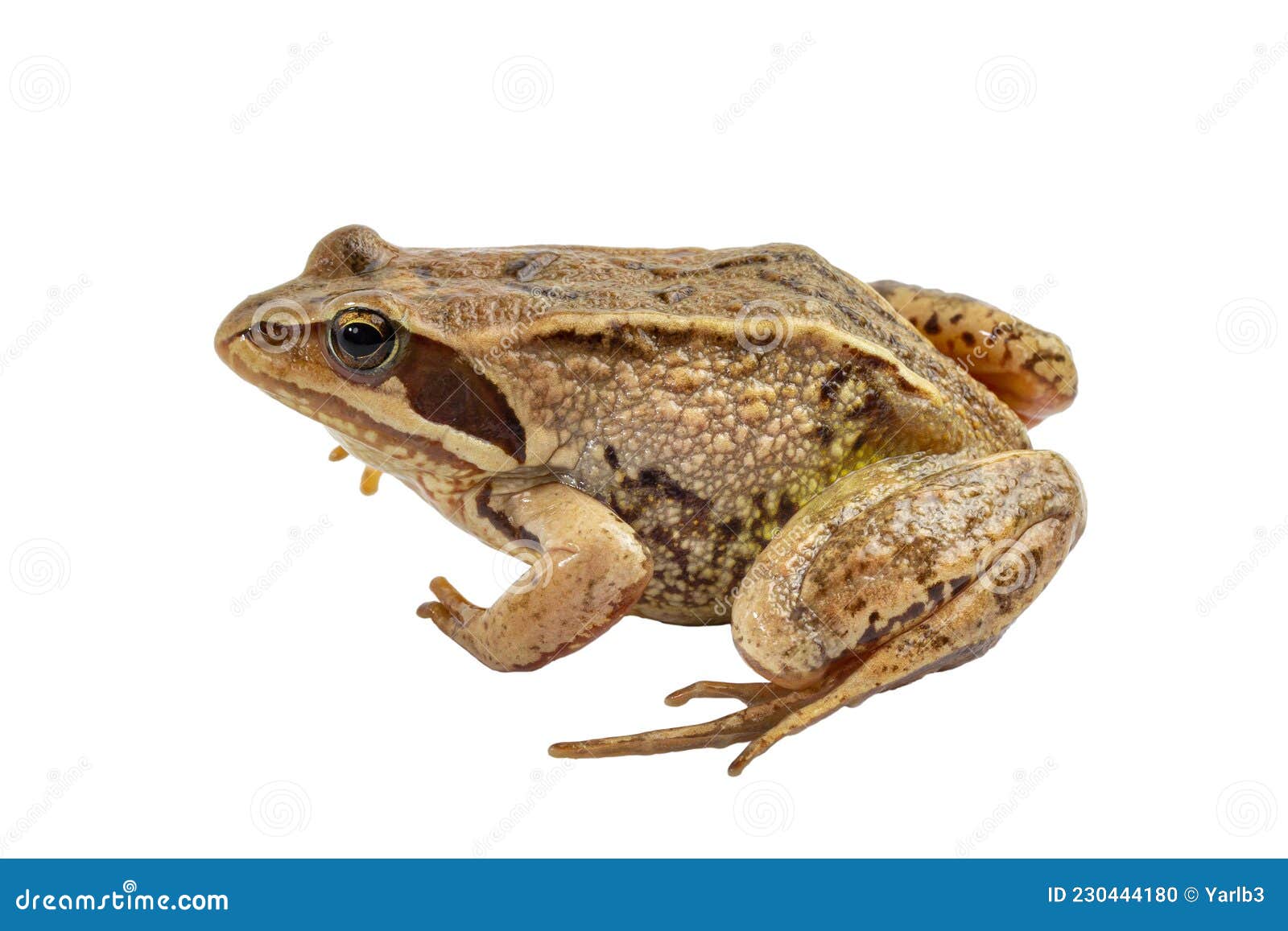 Frog Side View Isolated on White Closeup Stock Photo - Image of ...