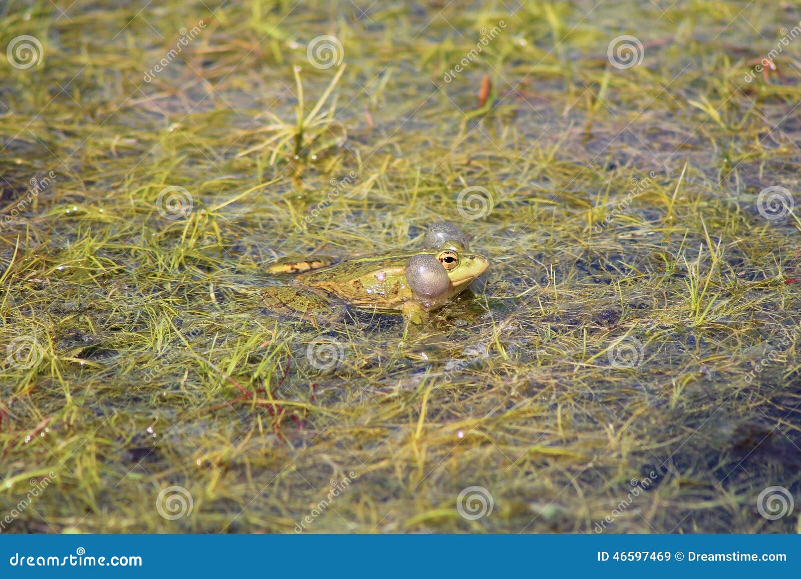 Frog singing stock image. Image of pond, nature, standing - 46597469