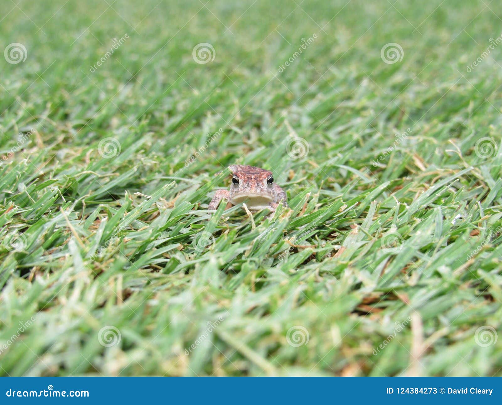 Angry Frog stock image. Image of face, little, animal - 124384273