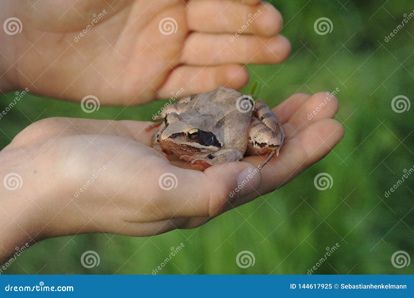 Frog sits on hand stock image. Image of small, macro - 144617925