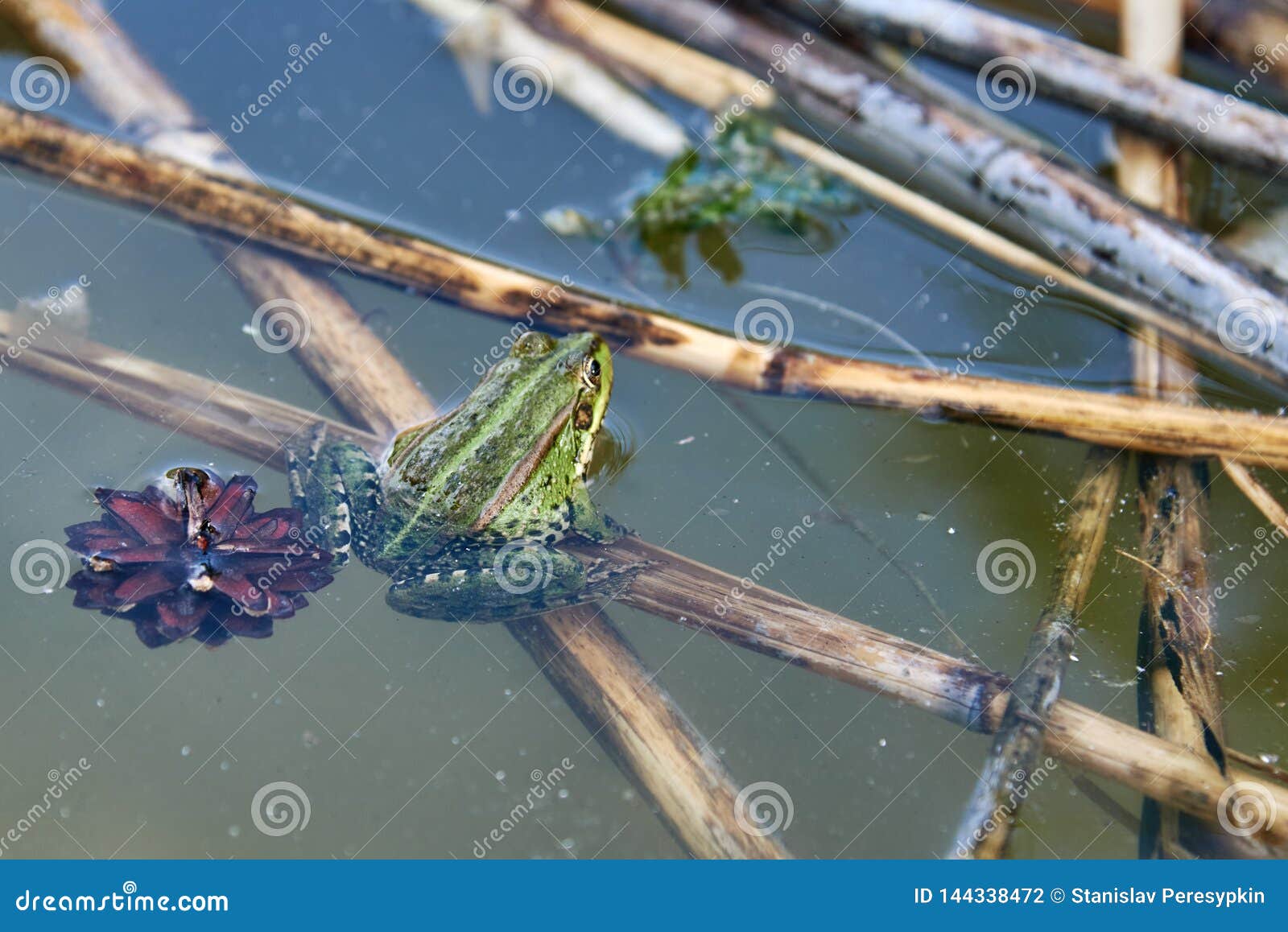 The Frog Sits in the River Near the Reeds Floating in the Water Stock ...