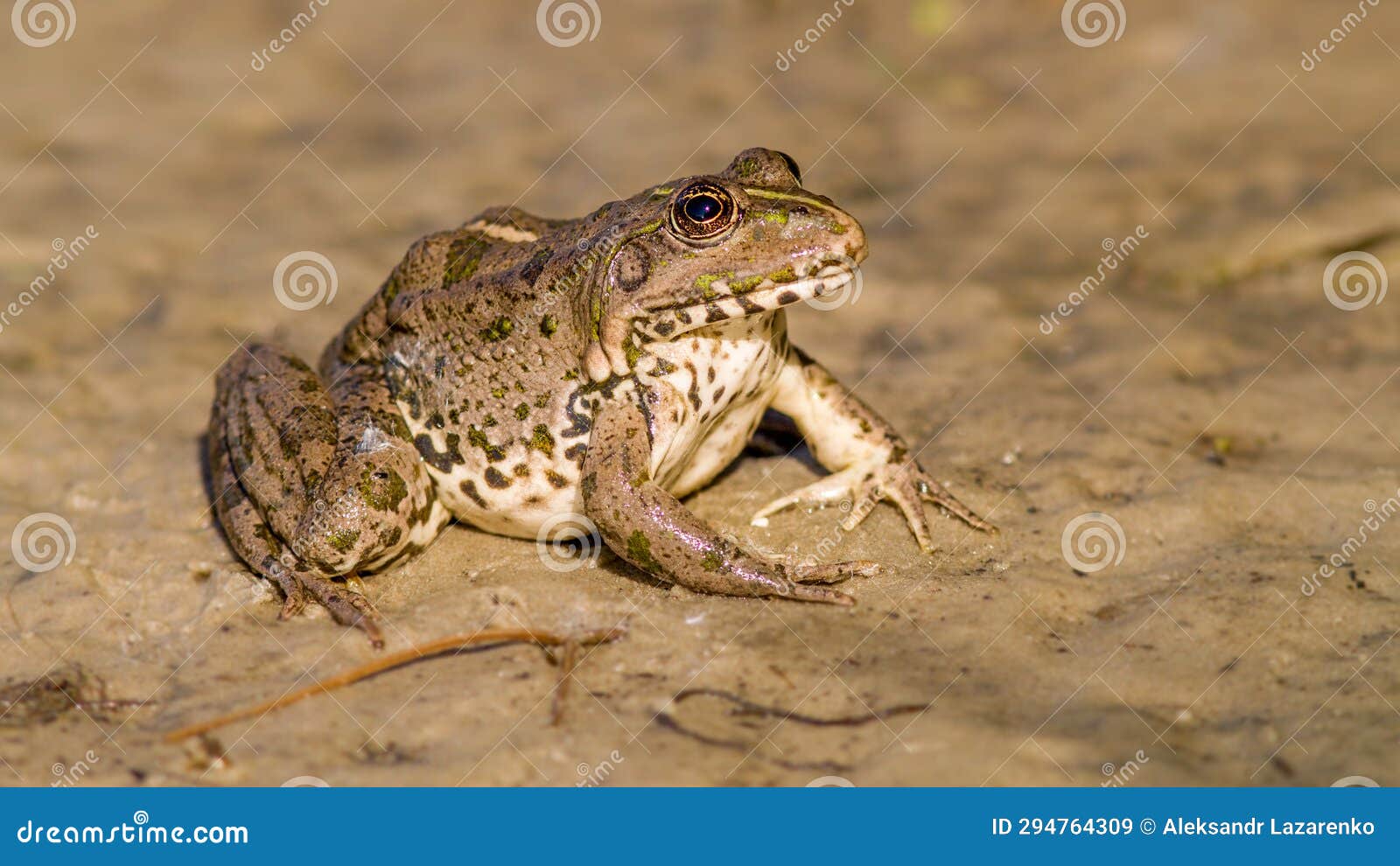 Frog Sits on the Sand on the River Bank Stock Image - Image of nature ...