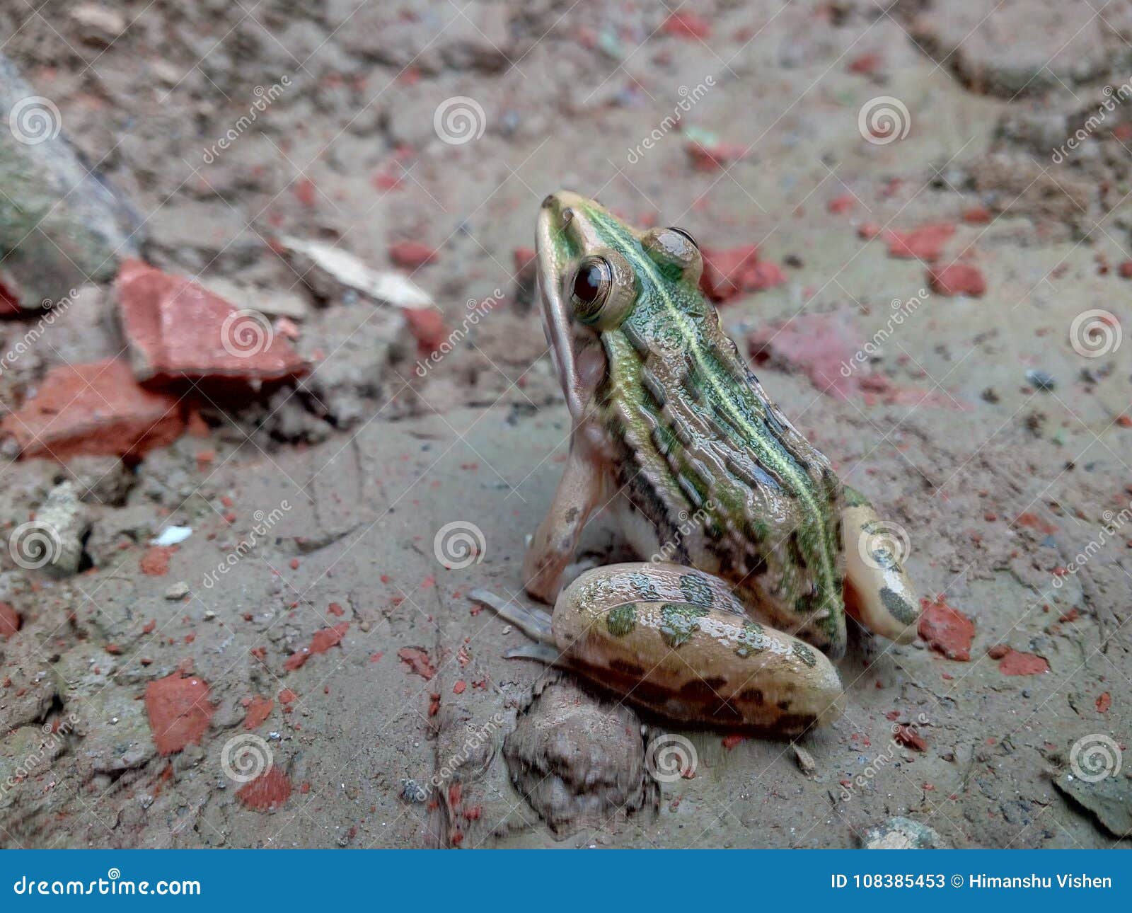 Frog stock image. Image of poisionous, green, creature - 108385453