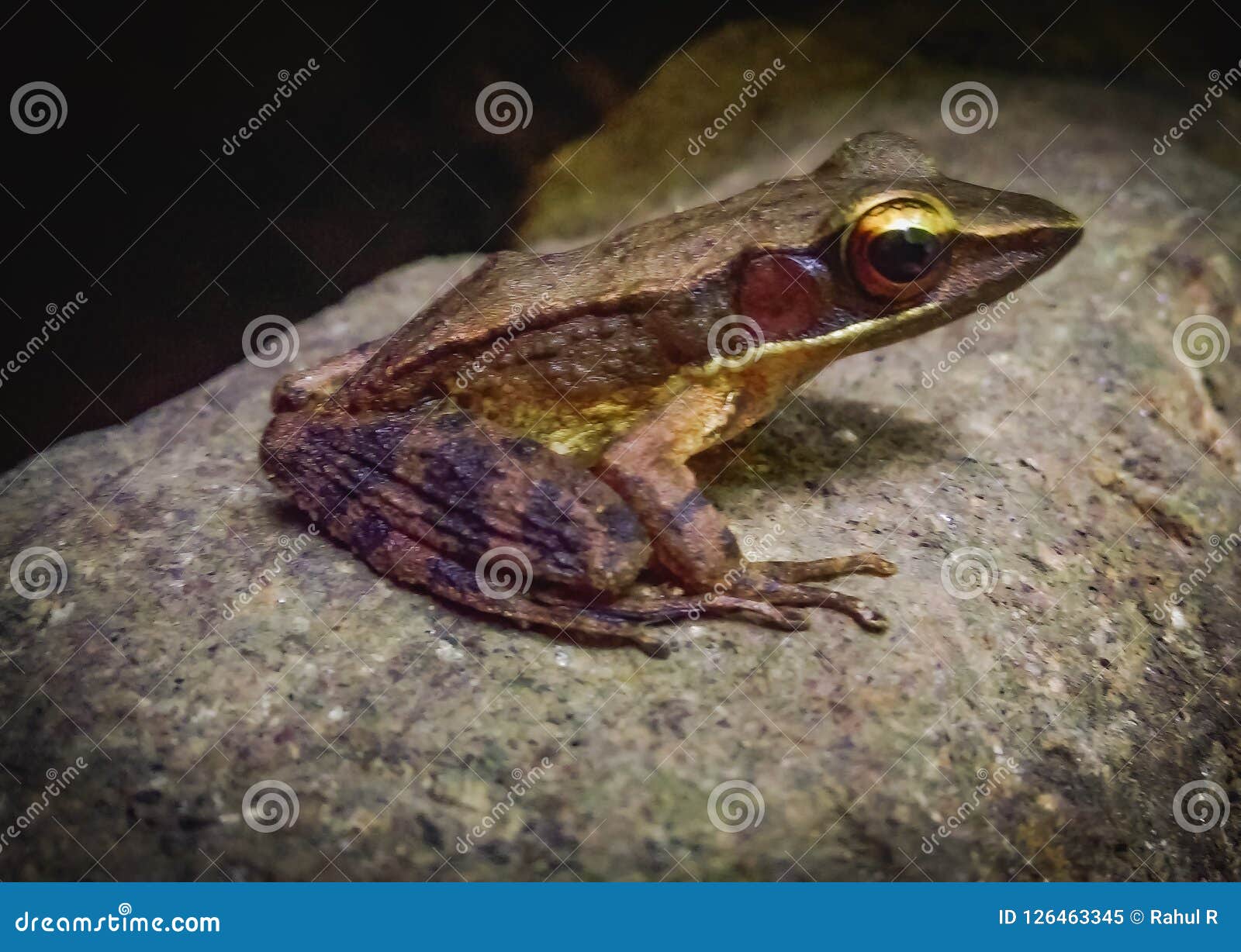 Frog stock image. Image of nature, rock, frog, creations - 126463345