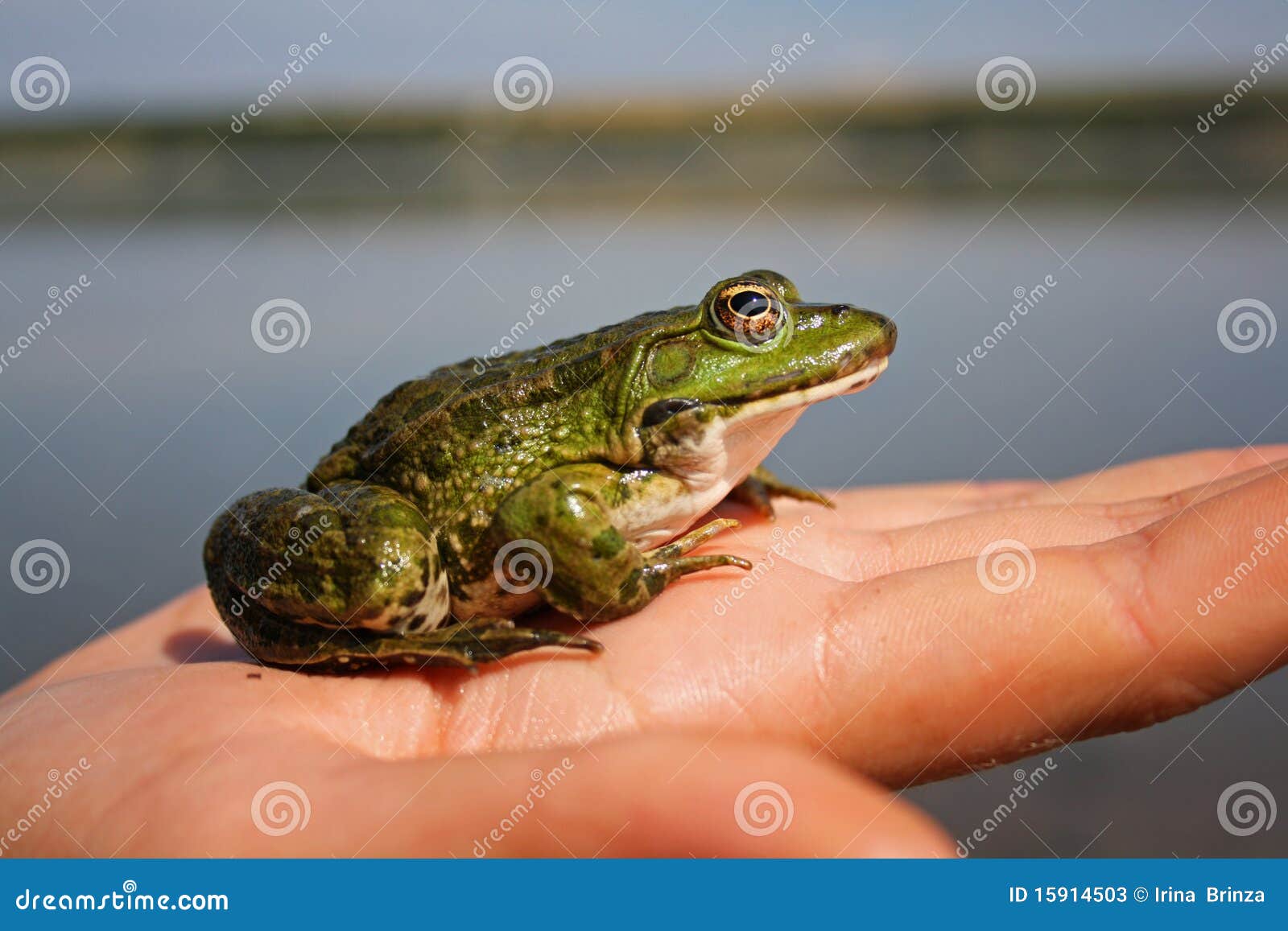 Frog sitting on the arm stock image. Image of foot, small - 15914503