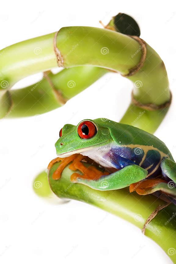 Frog sitting on Bamboo stock image. Image of amphibian - 12583079