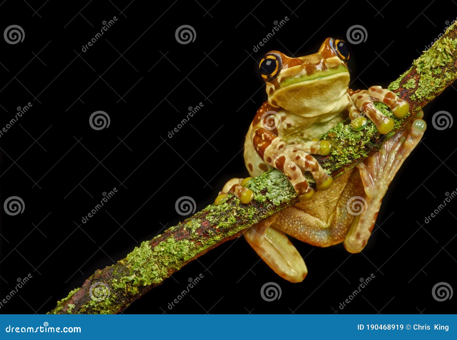 Brown Frog Hanging Off a Branch Stock Image - Image of leaf, frog ...