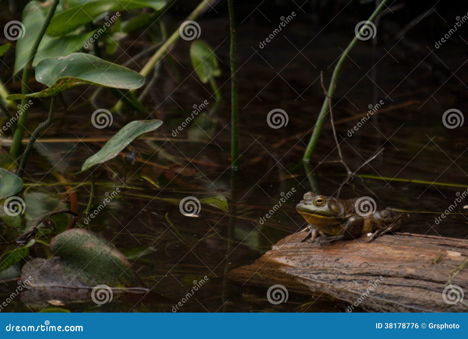 Frog sitting on brown log stock photo. Image of wildlife - 38178776