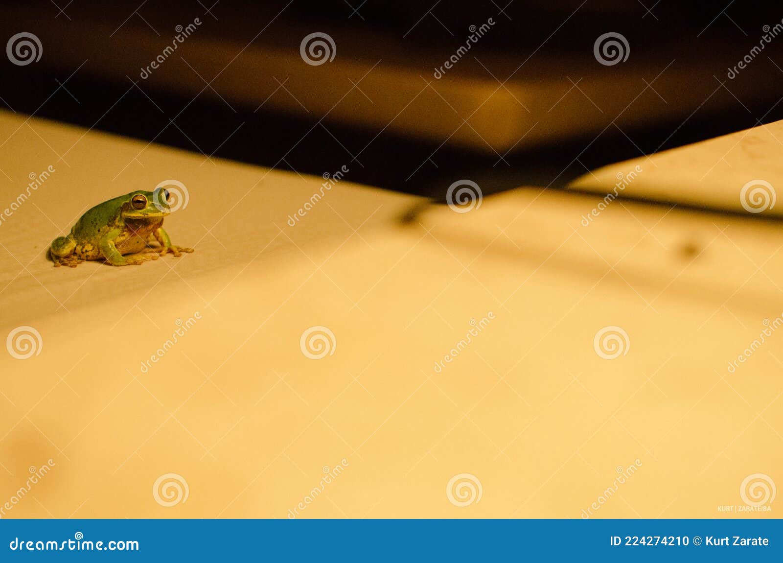 Frog Sitting on a Couch Inside the House Stock Photo - Image of jungle ...