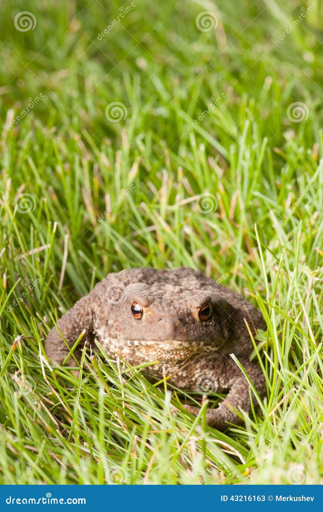 Frog Sitting on Green Grass Stock Image - Image of grass, natural: 43216163