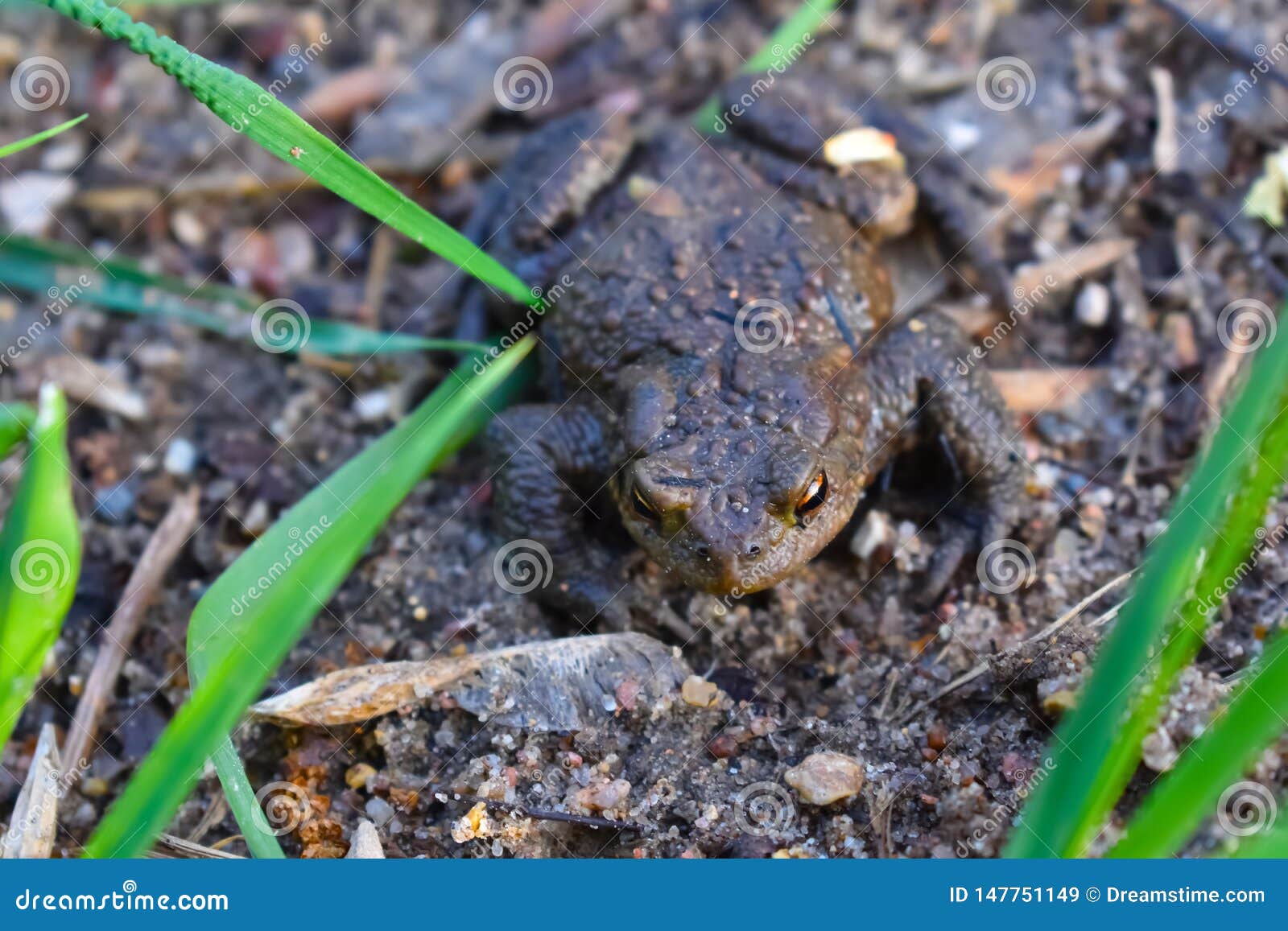 Frog Sitting on the Ground Close Up Stock Image - Image of fauna, grass ...