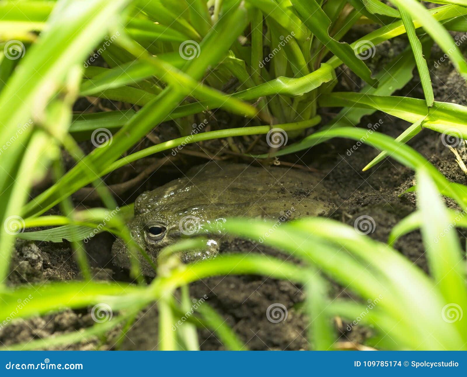 Green Frog Sitting on the Ground and Hiding in the Grass Stock Photo ...