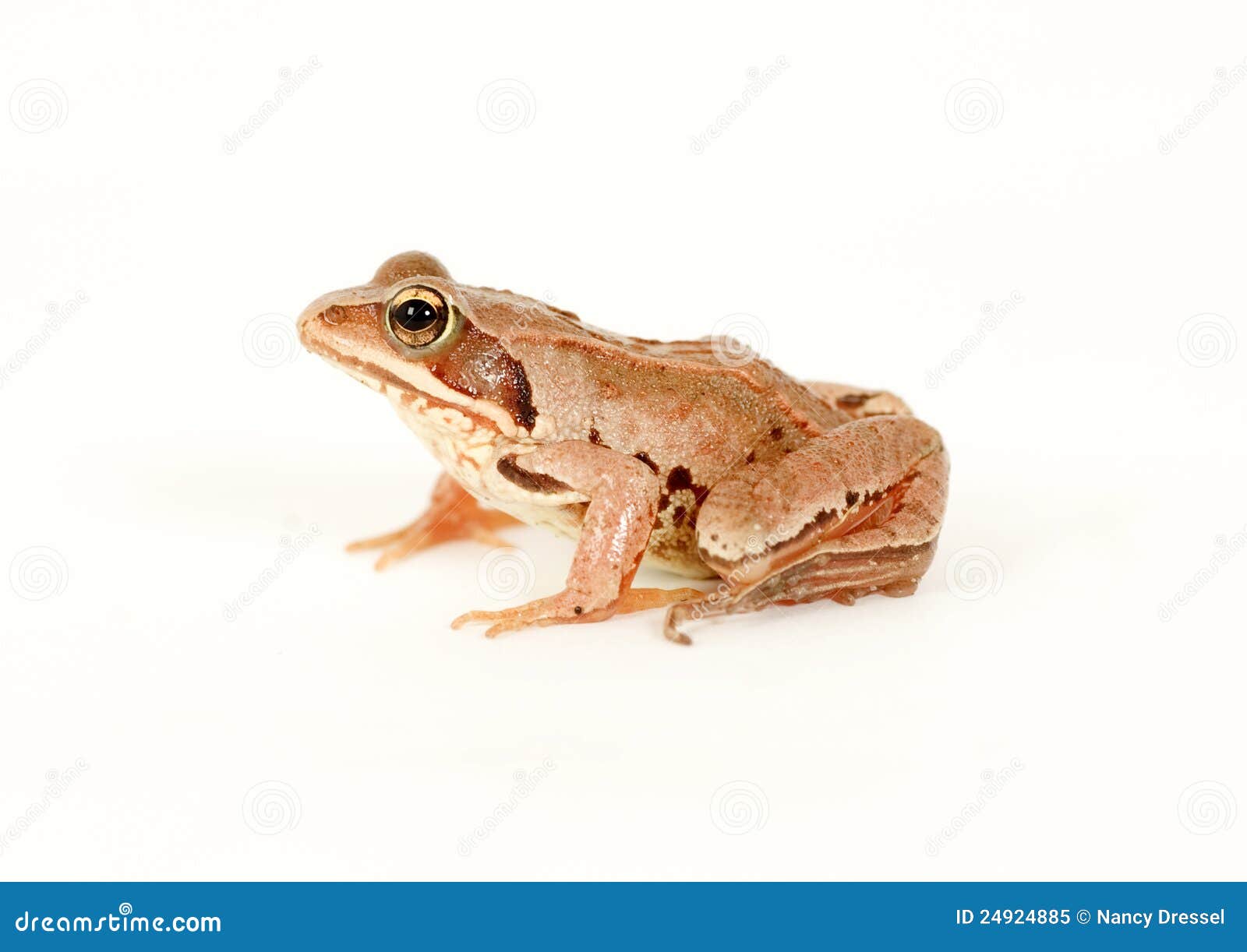 Frog Sitting Isolated On White Royalty Free Stock Photo - Image: 24924885