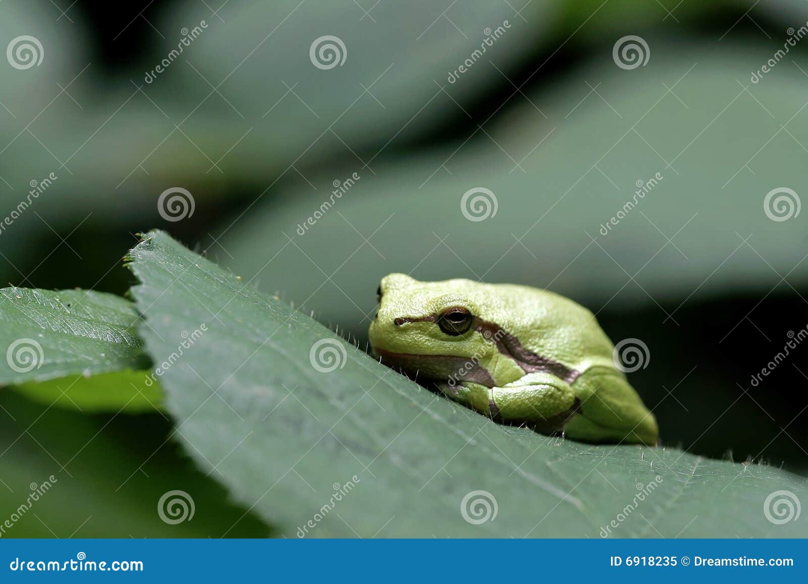 Frog Sitting on a Leaf in the Forest Stock Image - Image of reptile ...