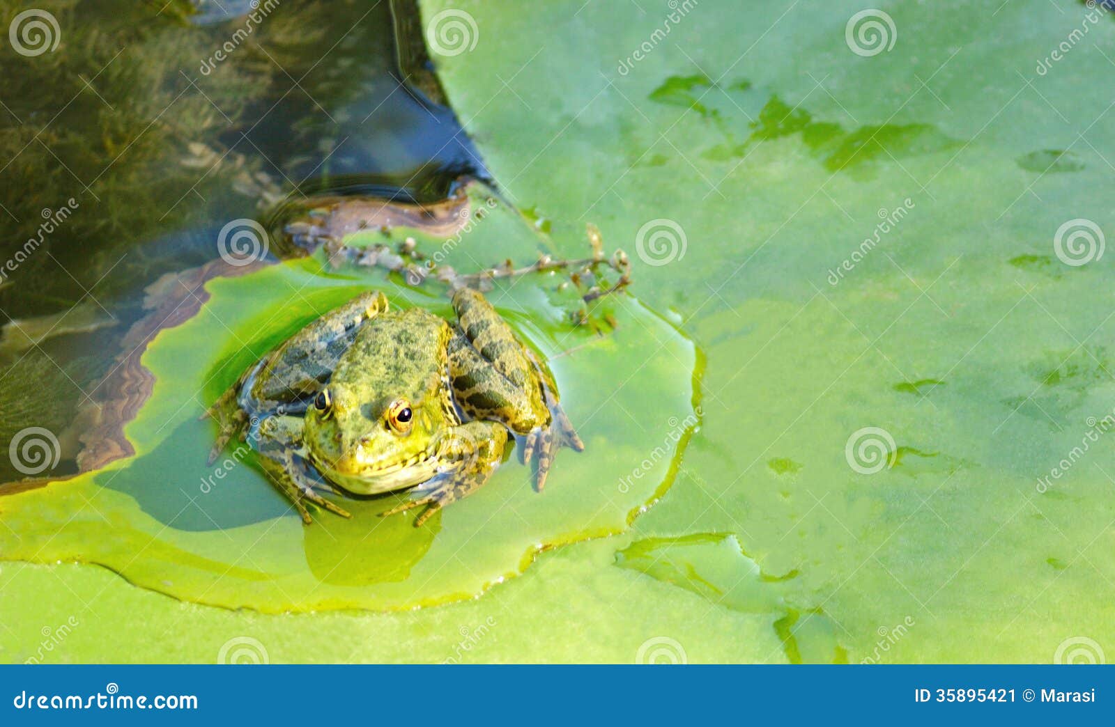 Frog sitting on a lily pad stock image. Image of animal - 35895421
