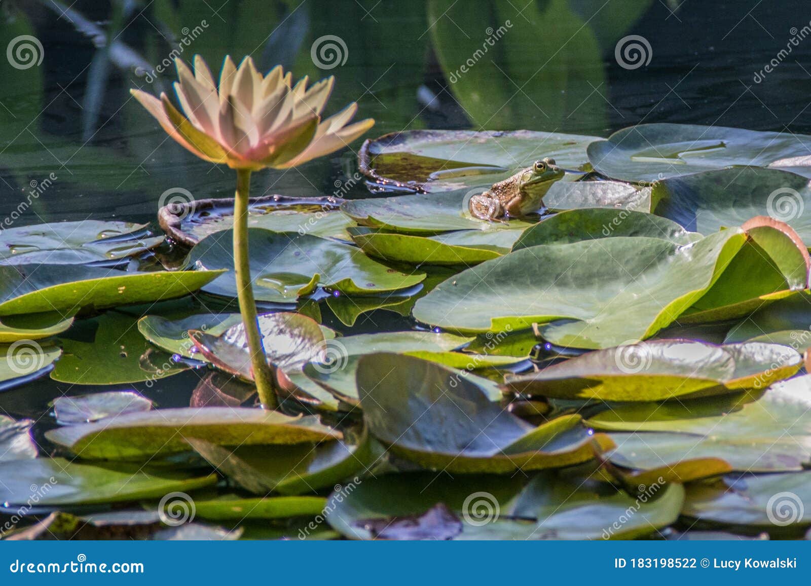 A Frog on a Lily Pad stock photo. Image of lotus, beauty - 183198522