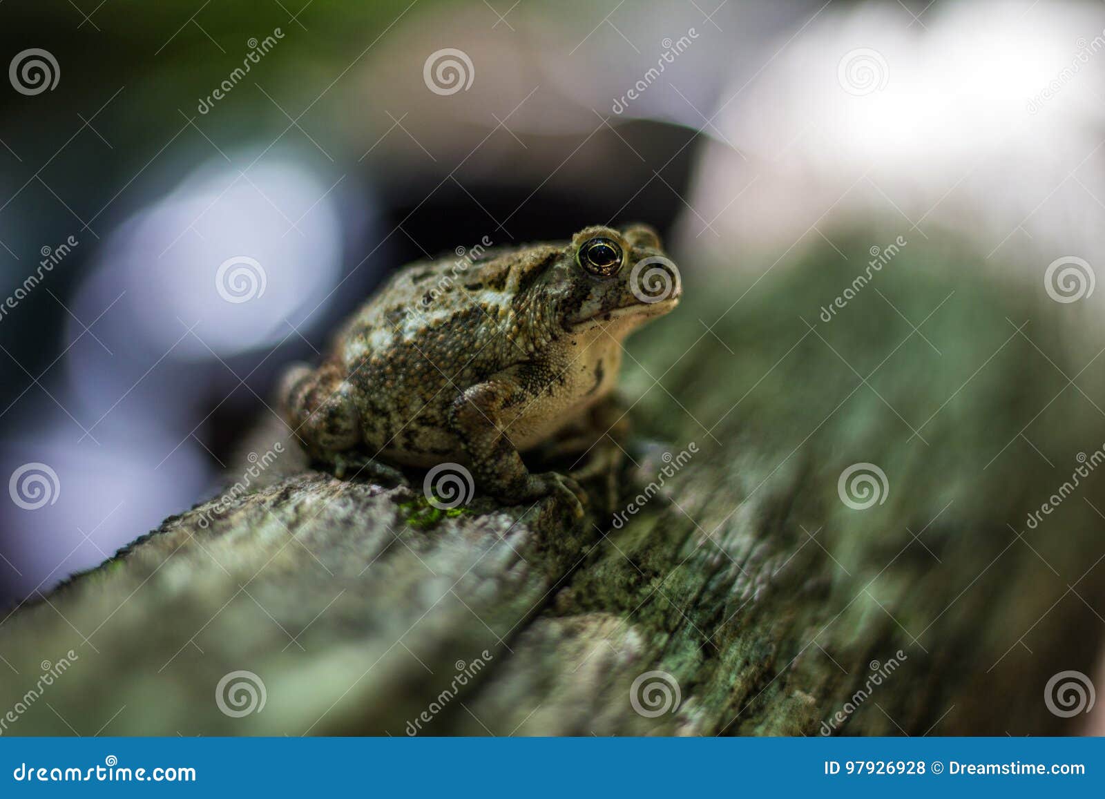 Frog sitting on a log stock photo. Image of green, frog - 97926928