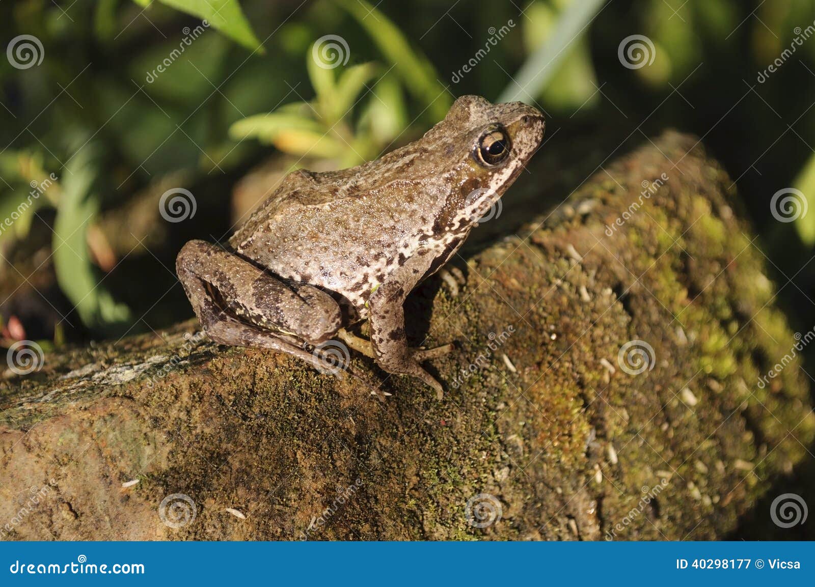 Frog sitting on a log stock image. Image of nature, still - 40298177