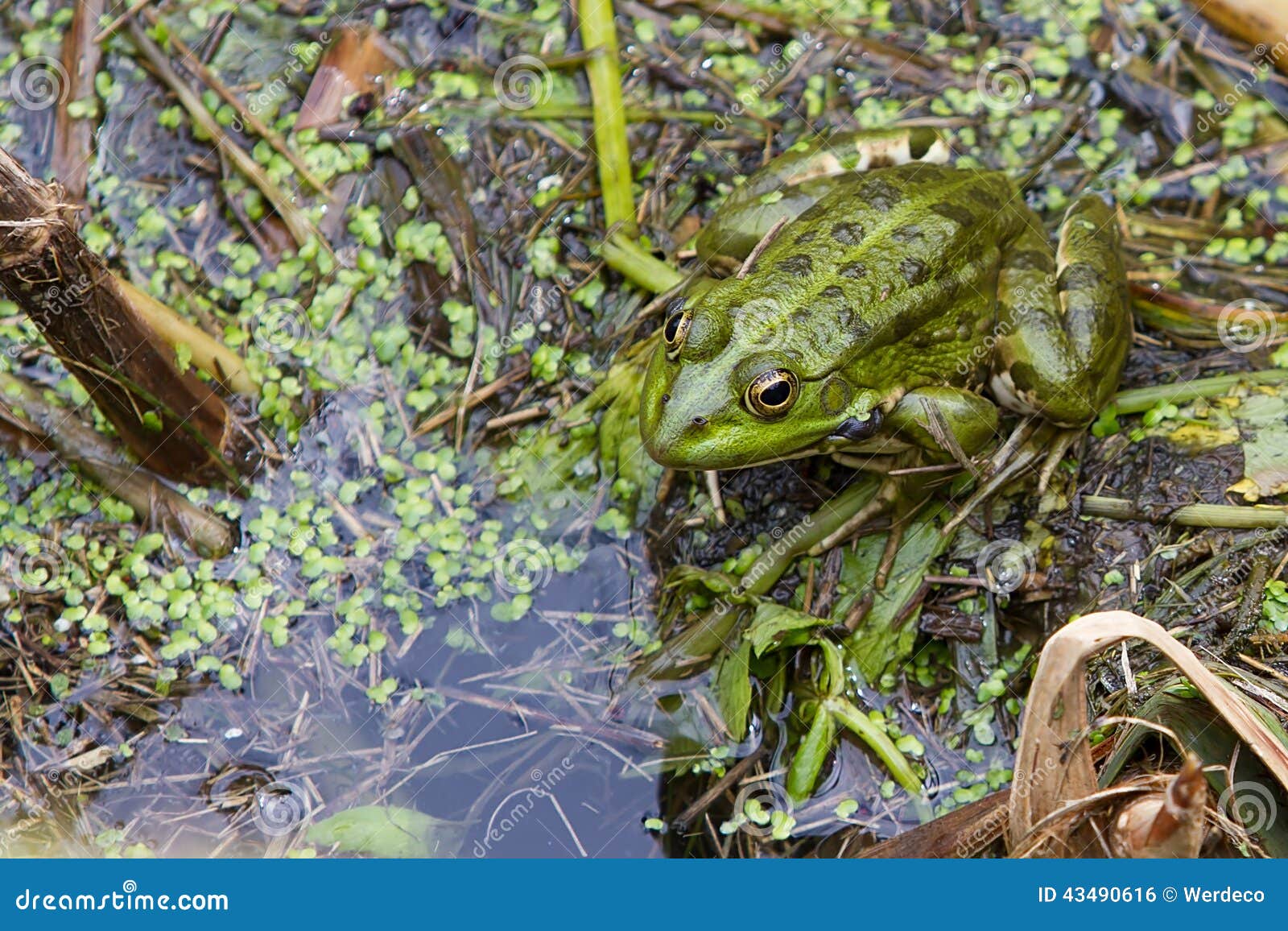 The Frog stock photo. Image of amphibian, pieces, duckweed - 43490616