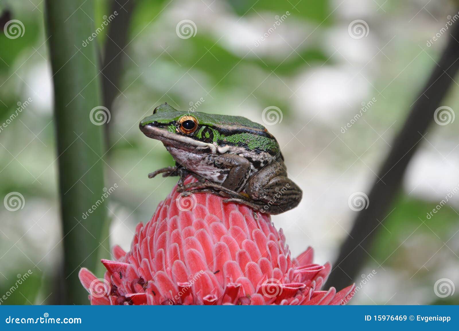 Frog In Red Flower. Red-eyed Tree Frog, Agalychnis Callidryas, Animal ...