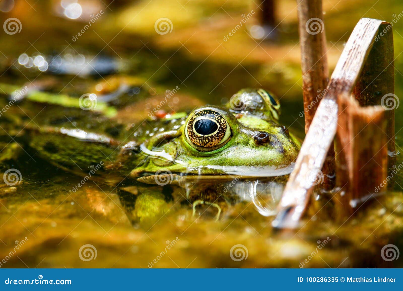 Frog sitting in the pond stock image. Image of frog - 100286335