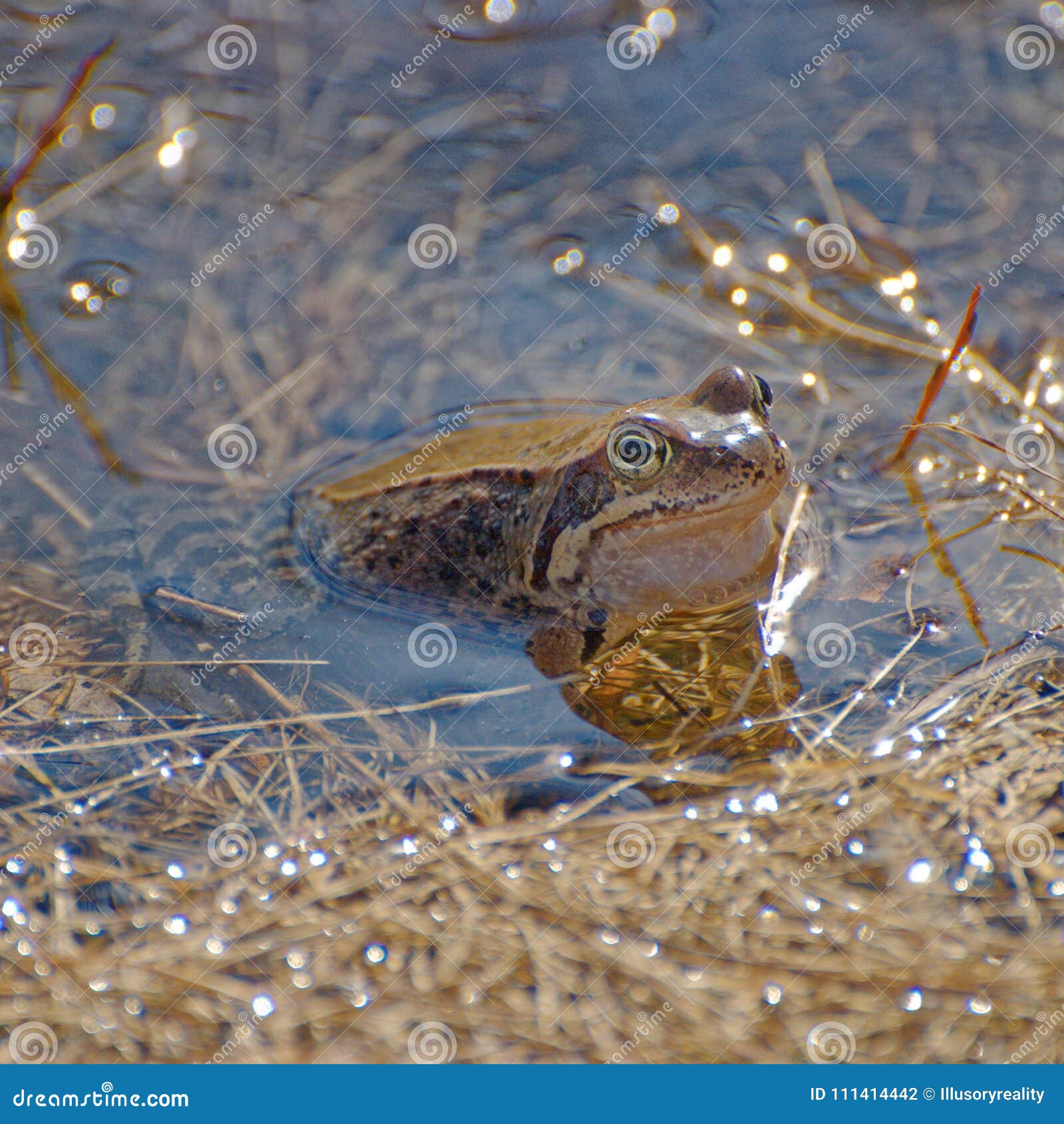 Frog close up at puddle stock photo. Image of arvalis - 111414442