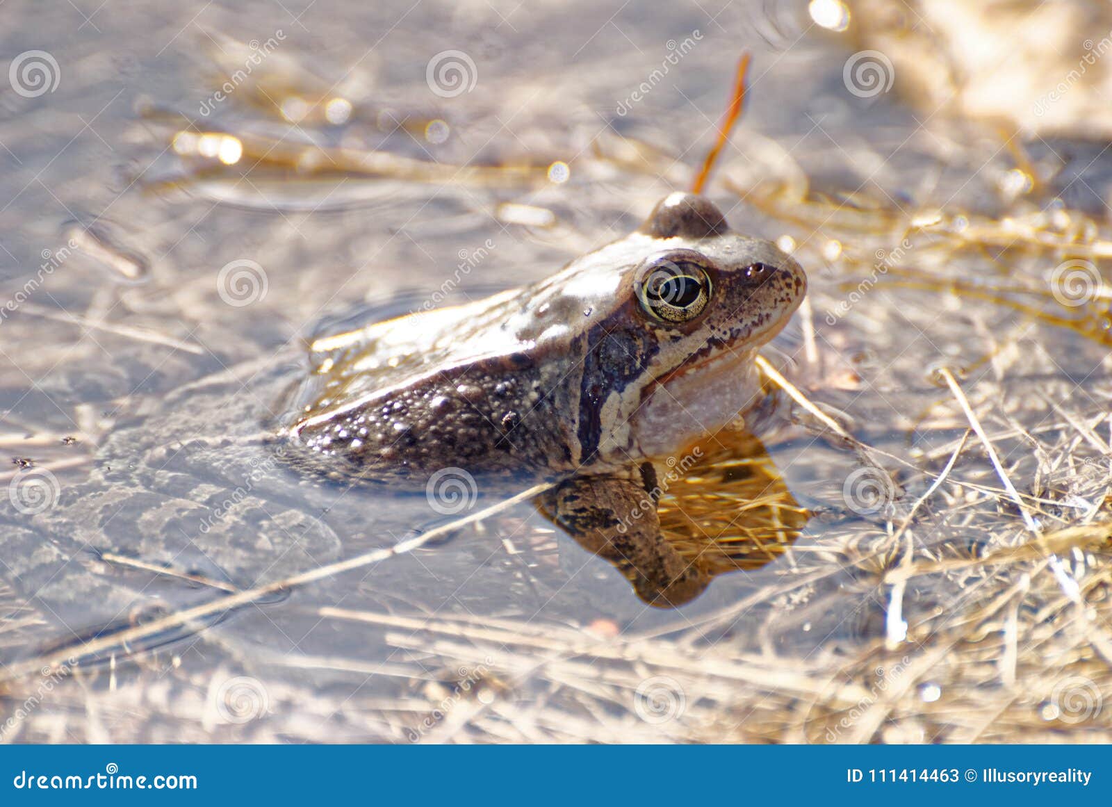 Frog in profile stock image. Image of habitat, environment - 111414463