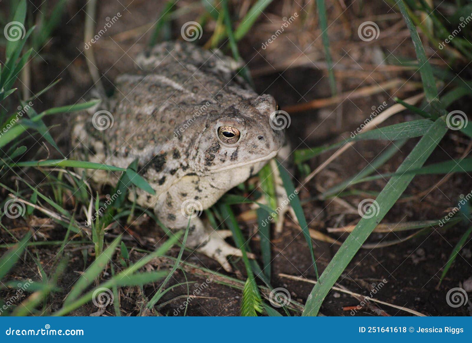 A Frog Sitting Relaxed in Grass Stock Photo - Image of macro ...
