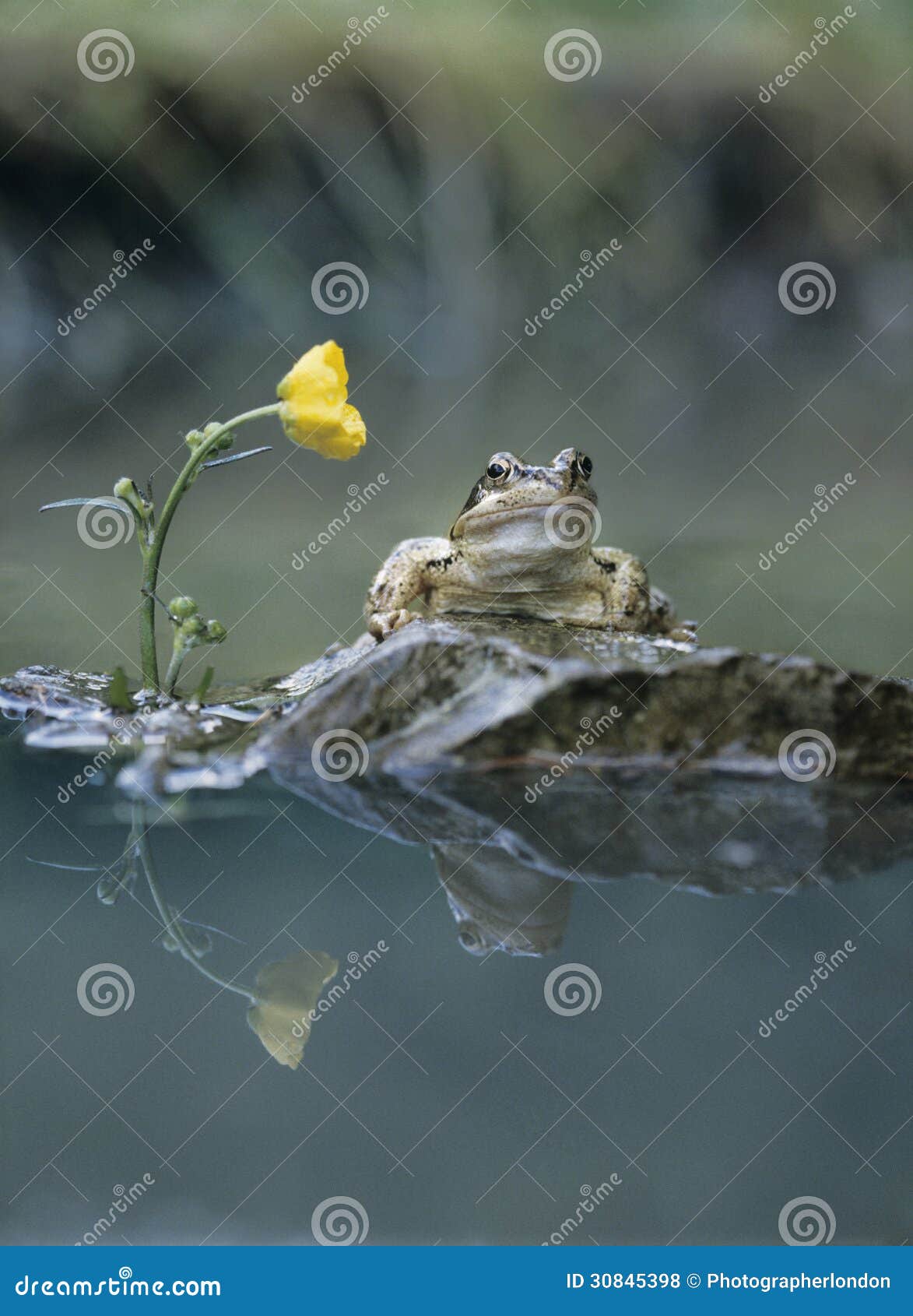Frog sitting on rock stock photo. Image of switzerland - 30845398