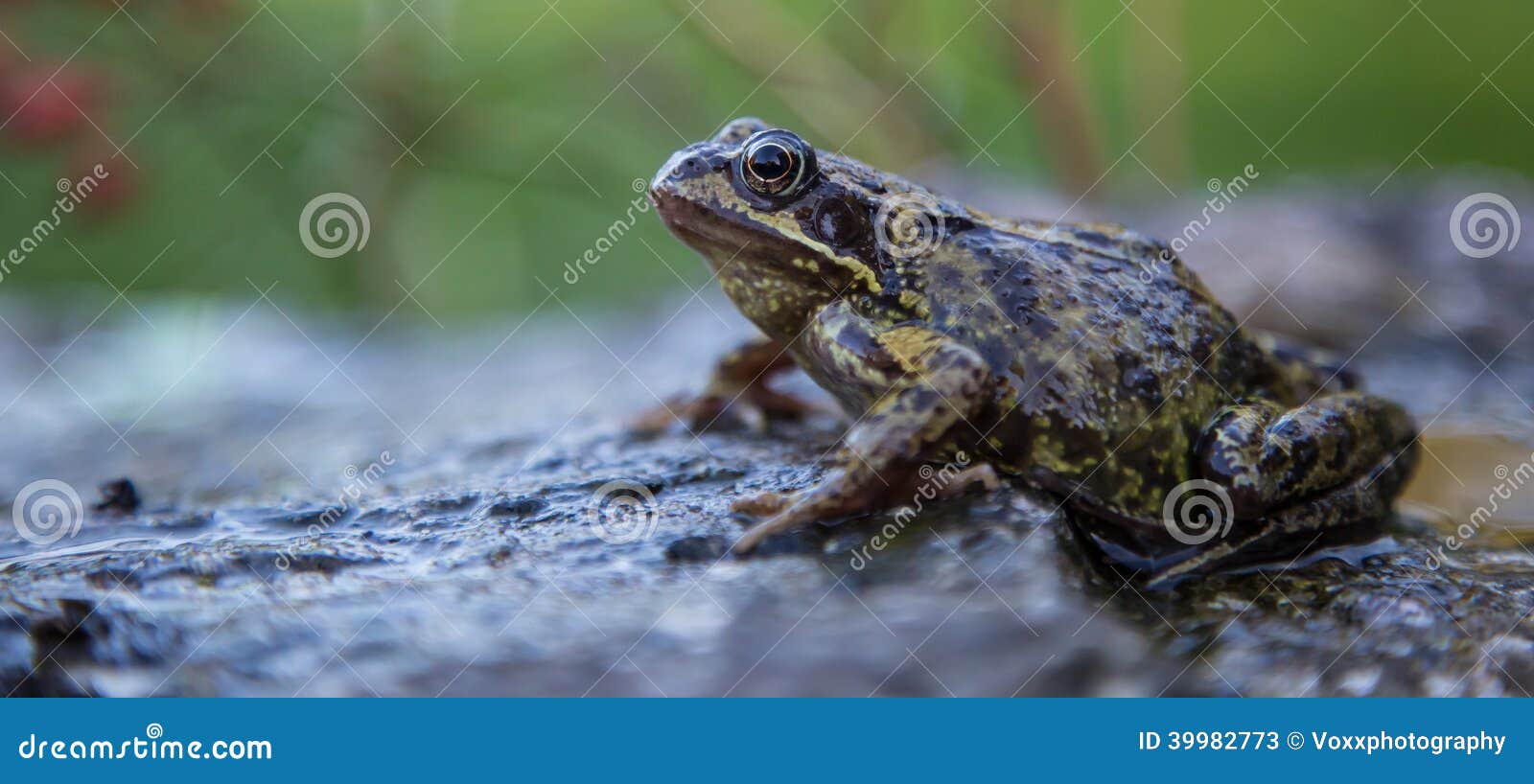 Frog stock image. Image of fauna, biology, amphibian - 39982773