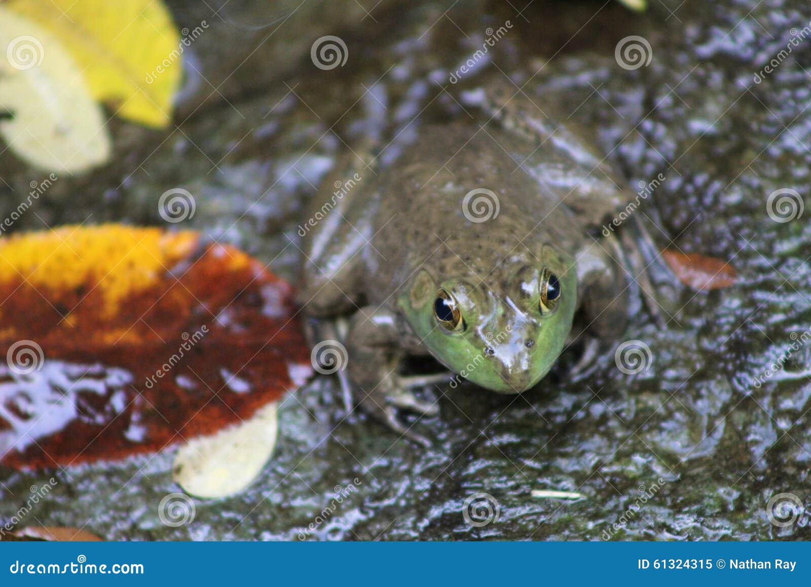Frog stock image. Image of toad, nature, frog, rock, sitting - 61324315