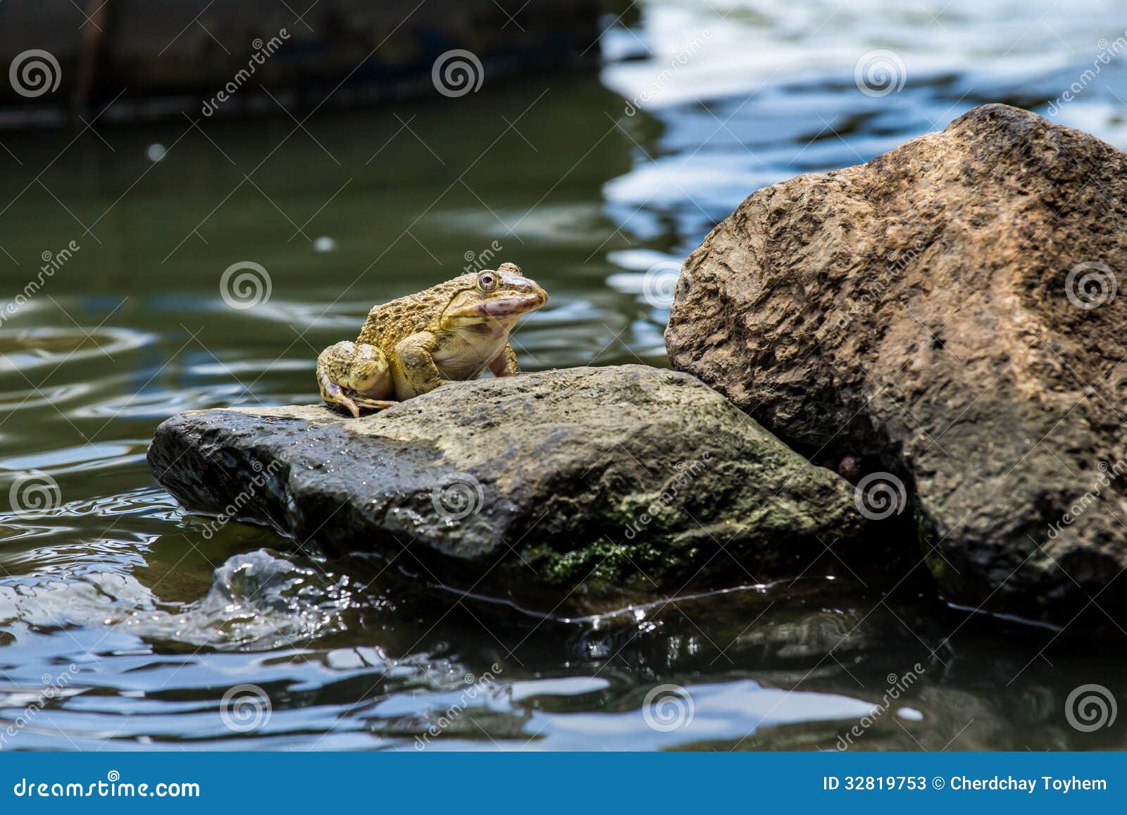 Frog Sitting on a Rock Above the Surface Stock Image - Image of focus ...