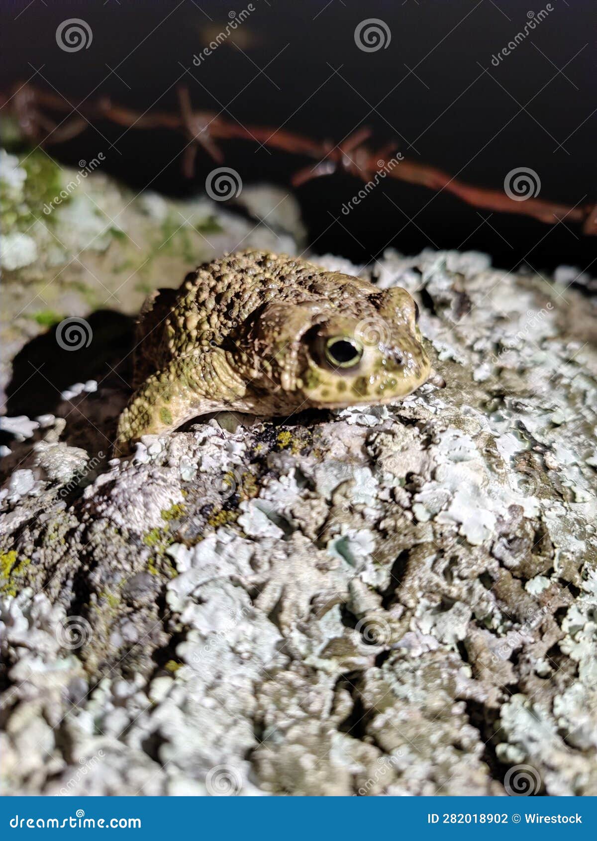 Frog Sitting on a Rock Covered with White Algae and Dirt Stock Photo ...