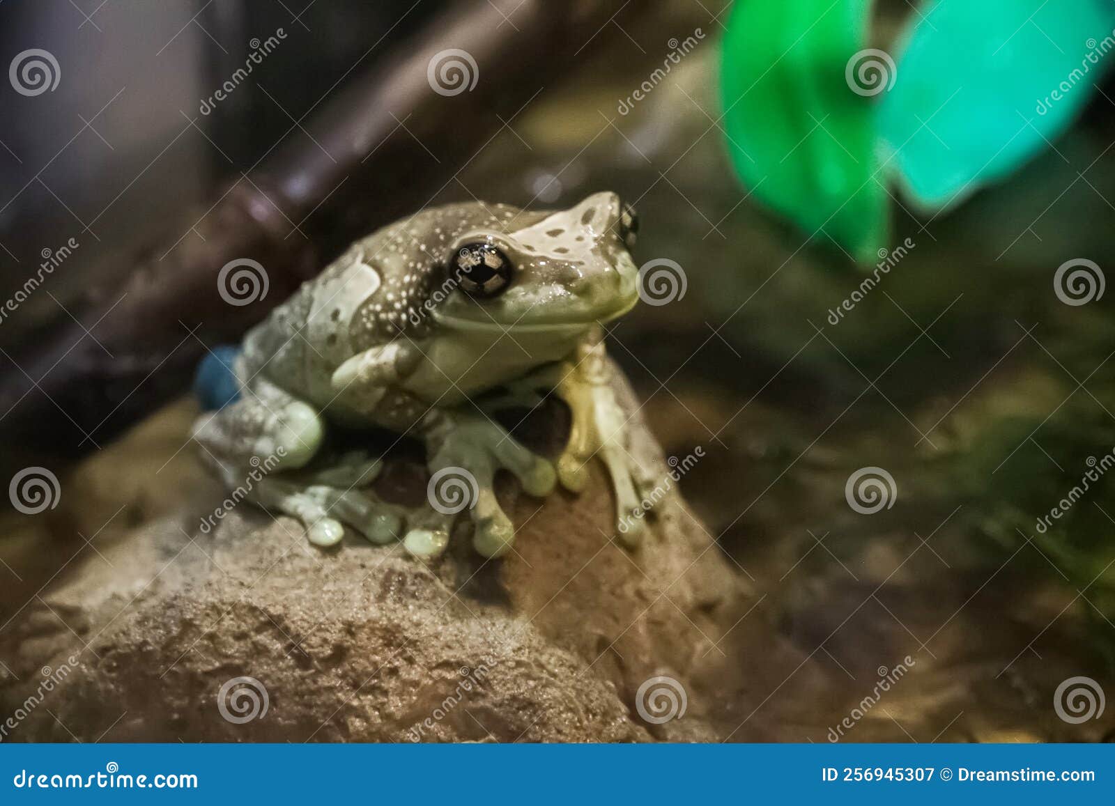 Frog sitting on a rock stock image. Image of nature - 256945307