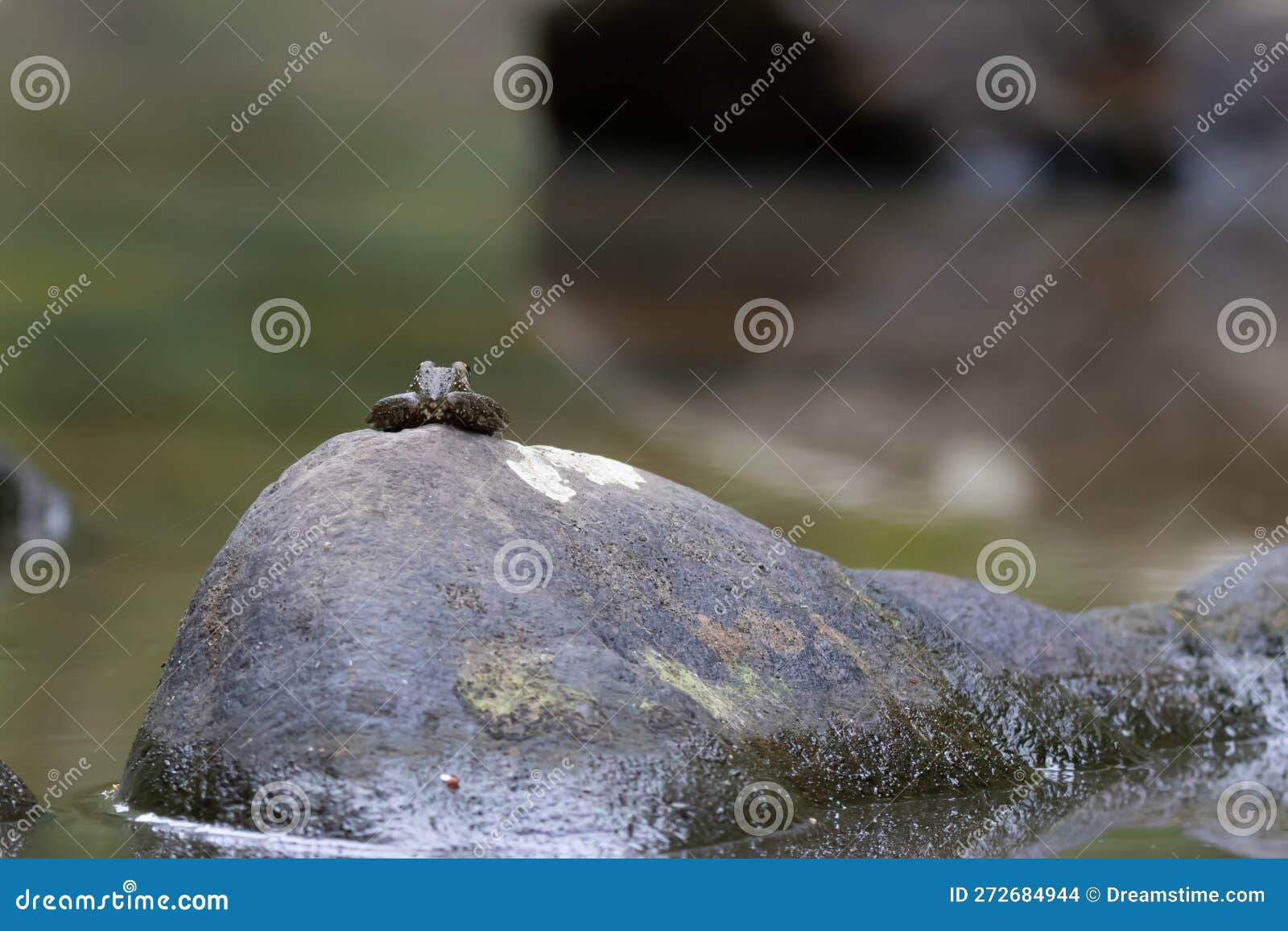 Frog Sitting Rock River Thinking Looking Forward Stock Photo - Image of ...