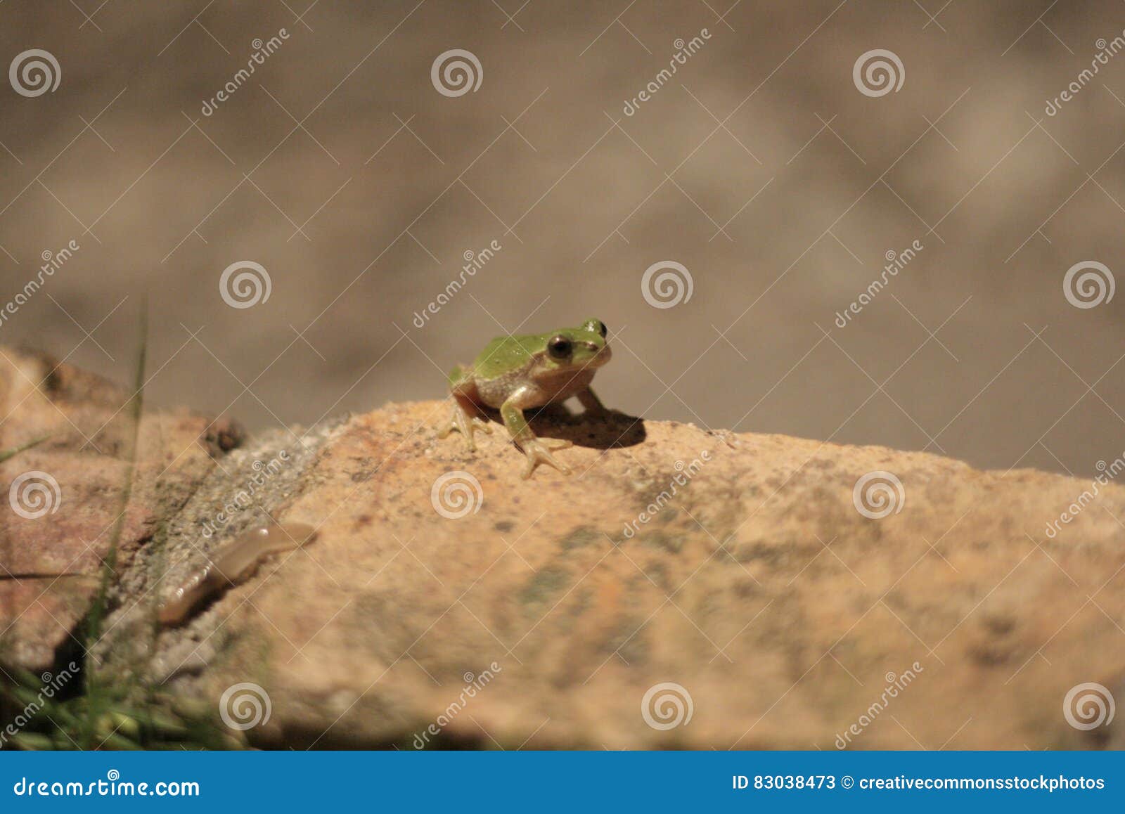 Frog Sitting On Rock Picture. Image: 83038473