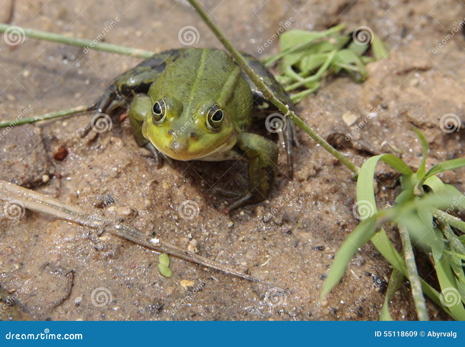 Frog sitting on the sand stock image. Image of animal - 55118609