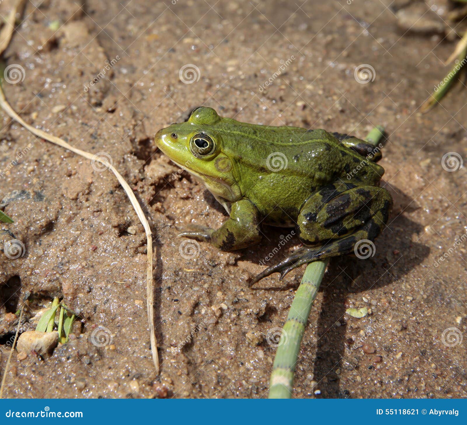Frog Sitting on the Sand Side View Stock Image - Image of background ...
