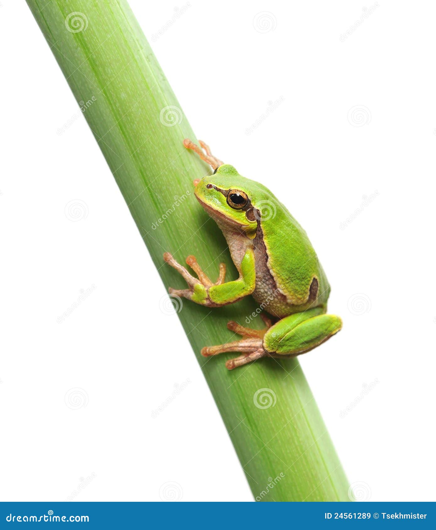 Frog sitting on a stem stock image. Image of sitting - 24561289