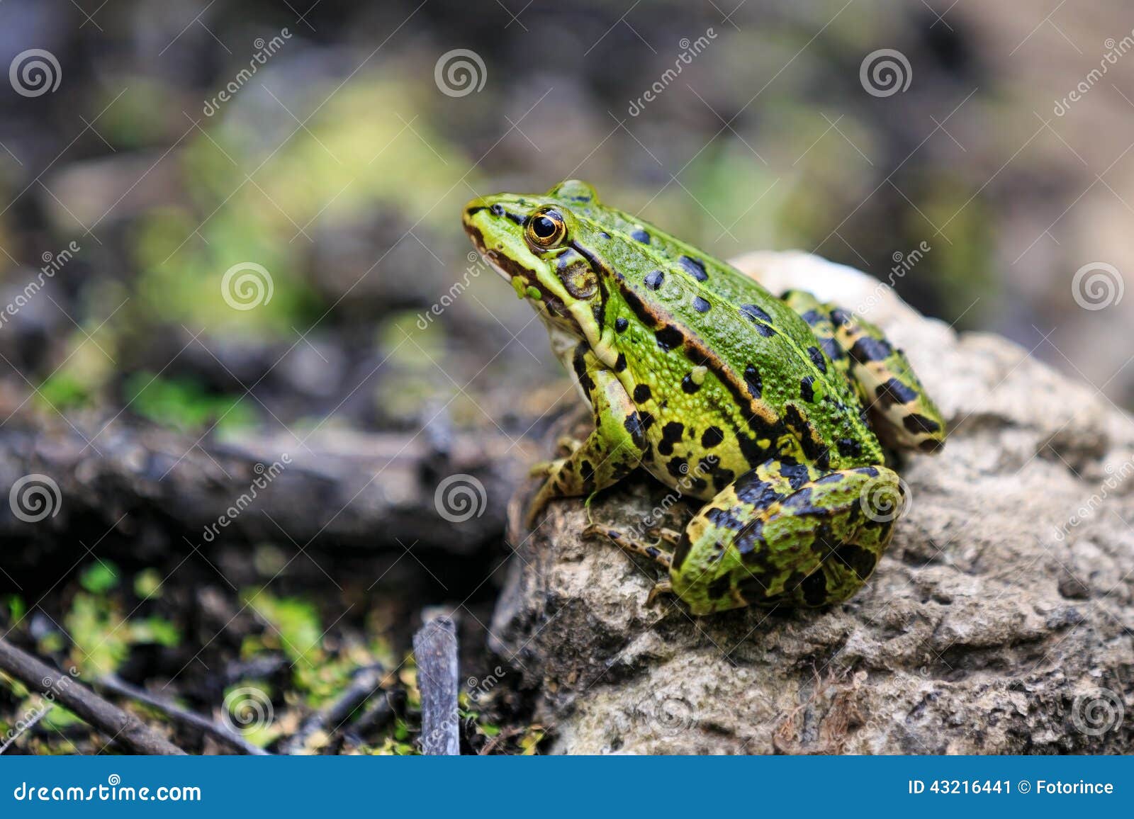 Frog sitting on a stone stock image. Image of fauna, environment - 43216441