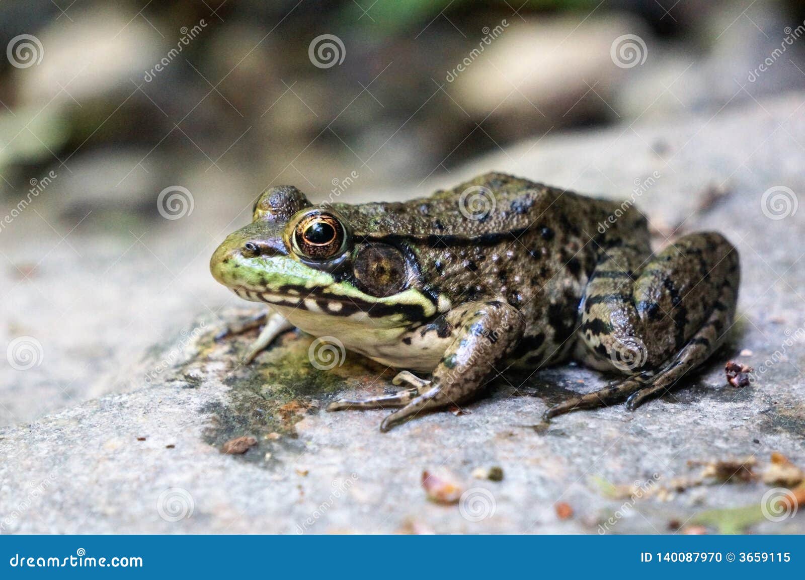 Frog sitting on stone. stock photo. Image of summer - 140087970